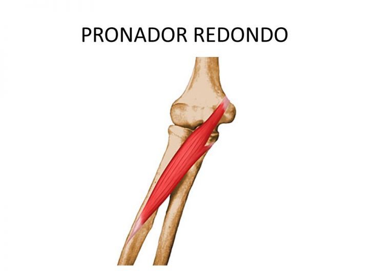 🥇 MÚSCULO PRONADOR REDONDO Entrenamientos【 2026