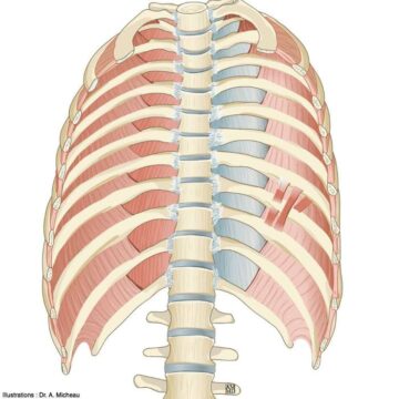 🥇 MÚSCULO SUBCOSTAL Entrenamientos【 2025