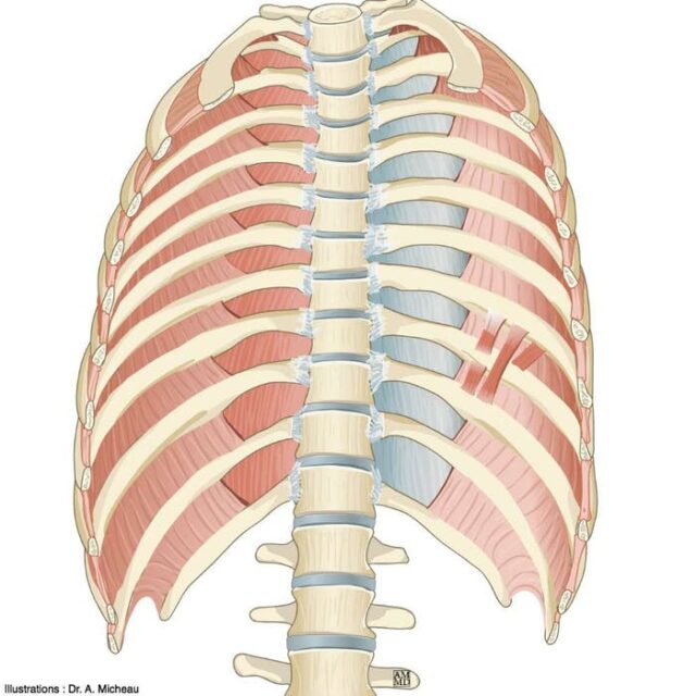 🥇 MÚSCULO SUBCOSTAL Entrenamientos【 2025